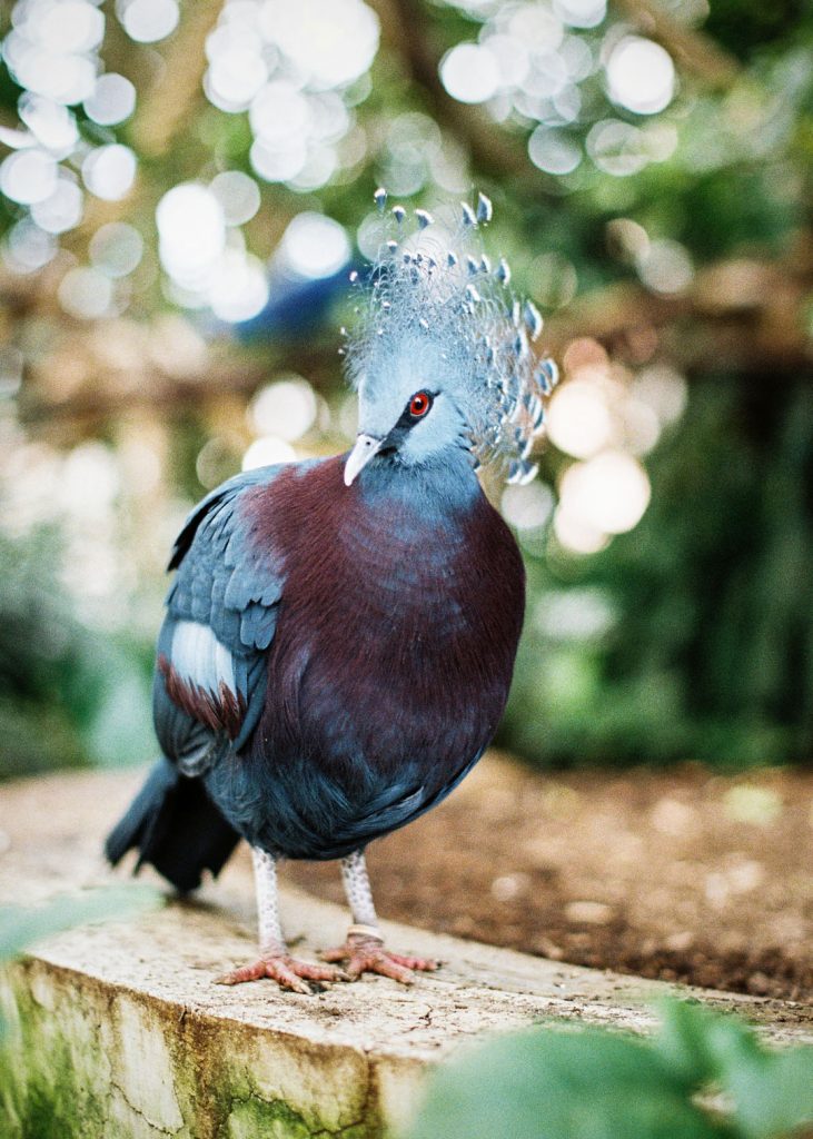 How To Shoot FujiFilm Superia 800 Film » Shoot It With Film