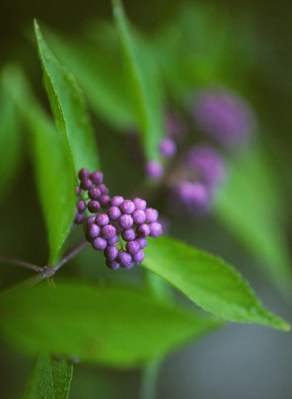 Using Close-Up Filters for Macro Photography » Shoot It With Film