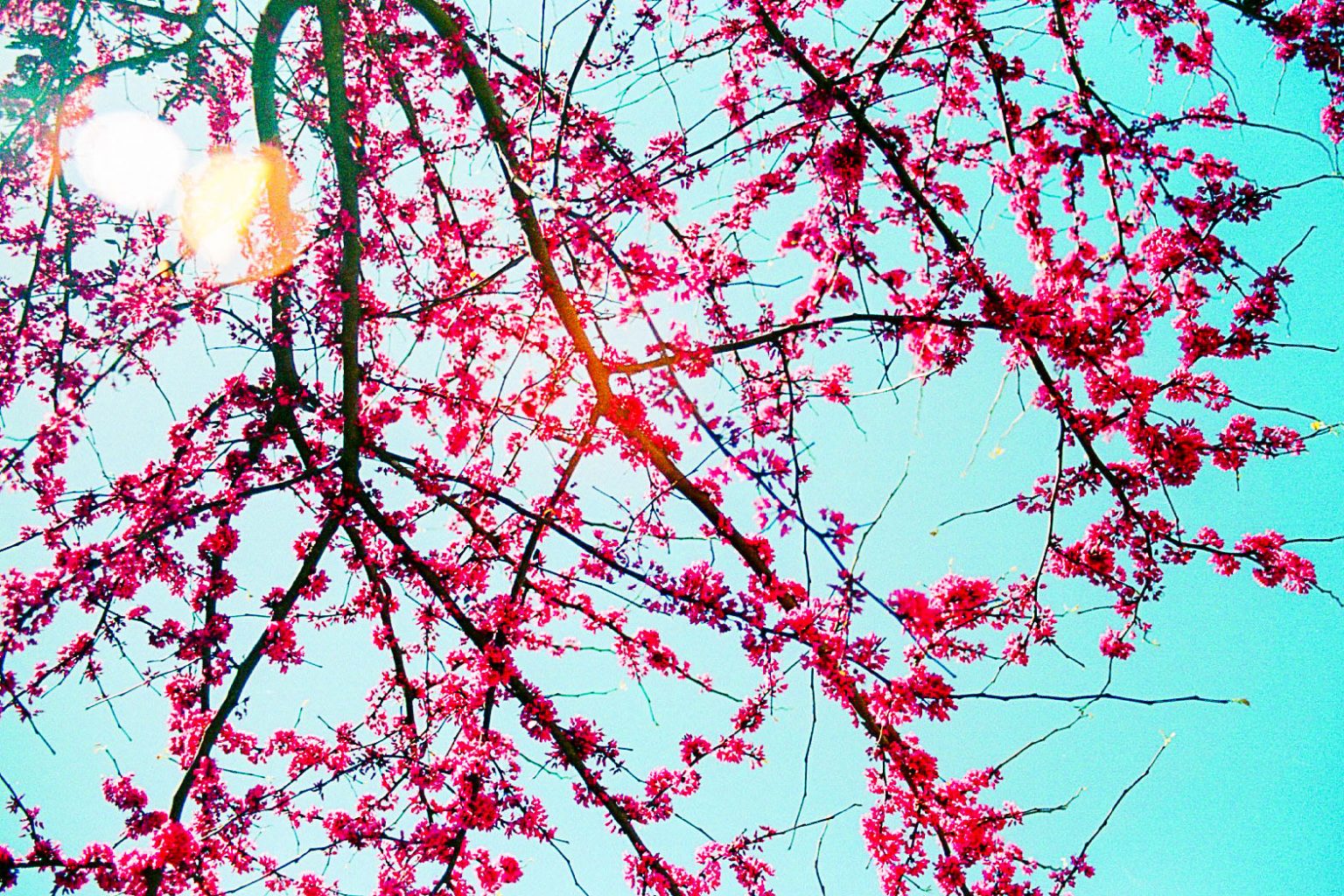 Canon EOS Rebel G Review: A Lightweight, All Plastic SLR Film Camera ...