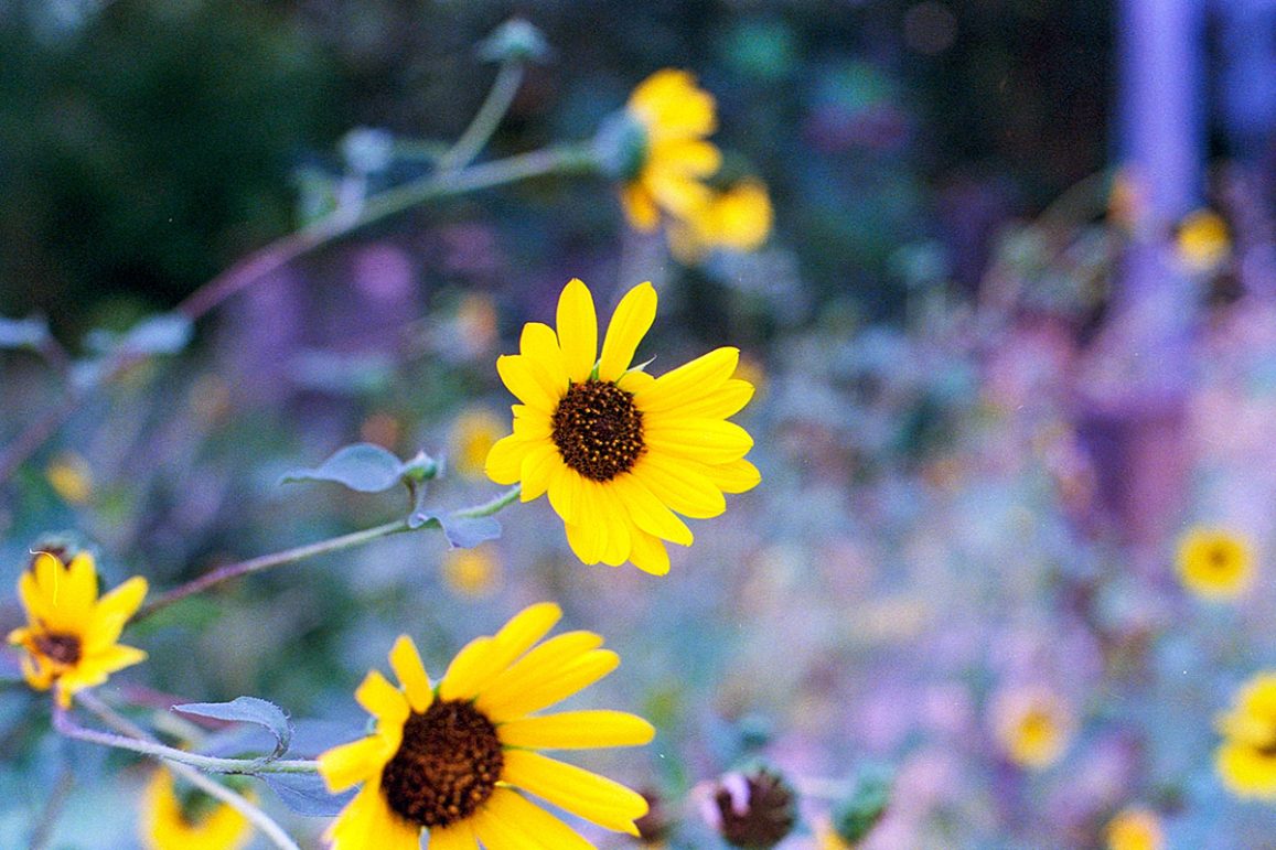 Film Comparison: Kodak UltraMax 400 vs Kodak Gold 200 Pushed One Stop ...